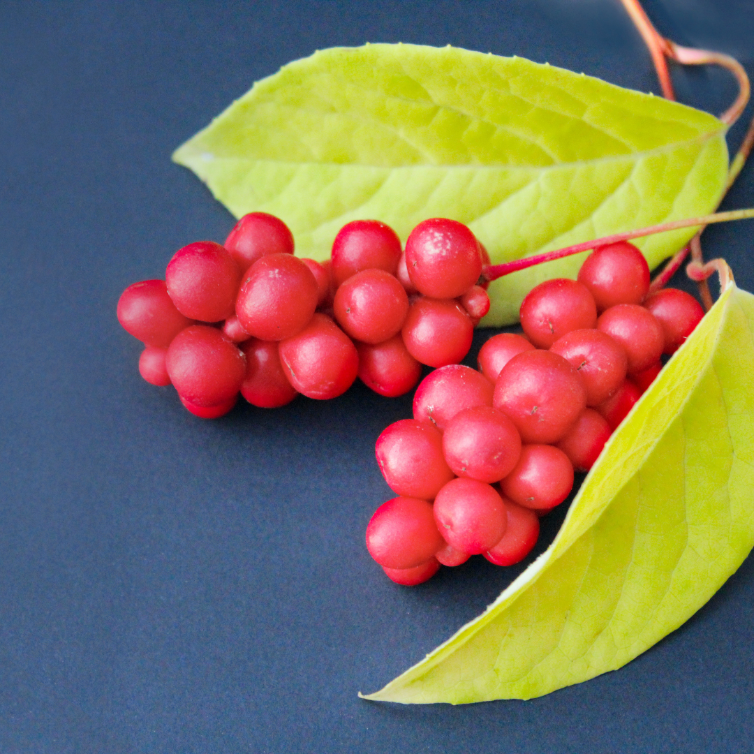 Benefits of schisandra berries – Mother Cuppa Tea