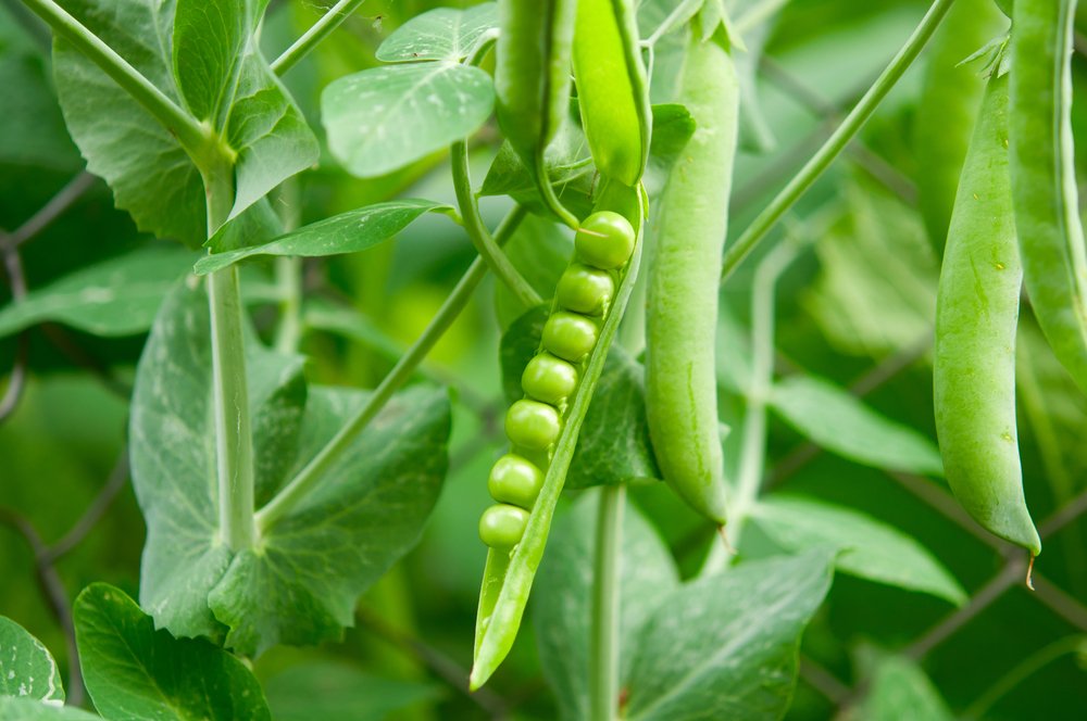 Is Peas Good for Perimenopause? – Mother Cuppa Tea